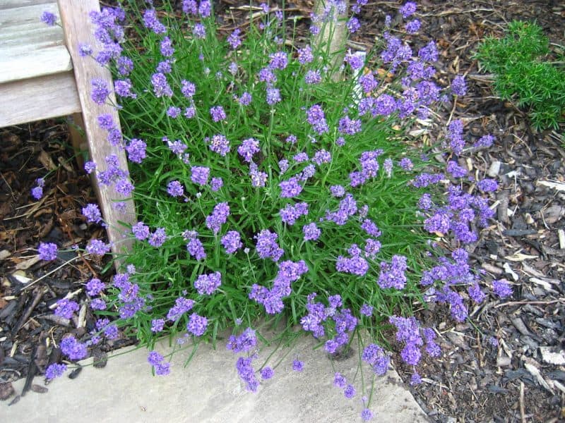 Levendula fajták - 32 típus a pompás kertért - Kertszepites.com