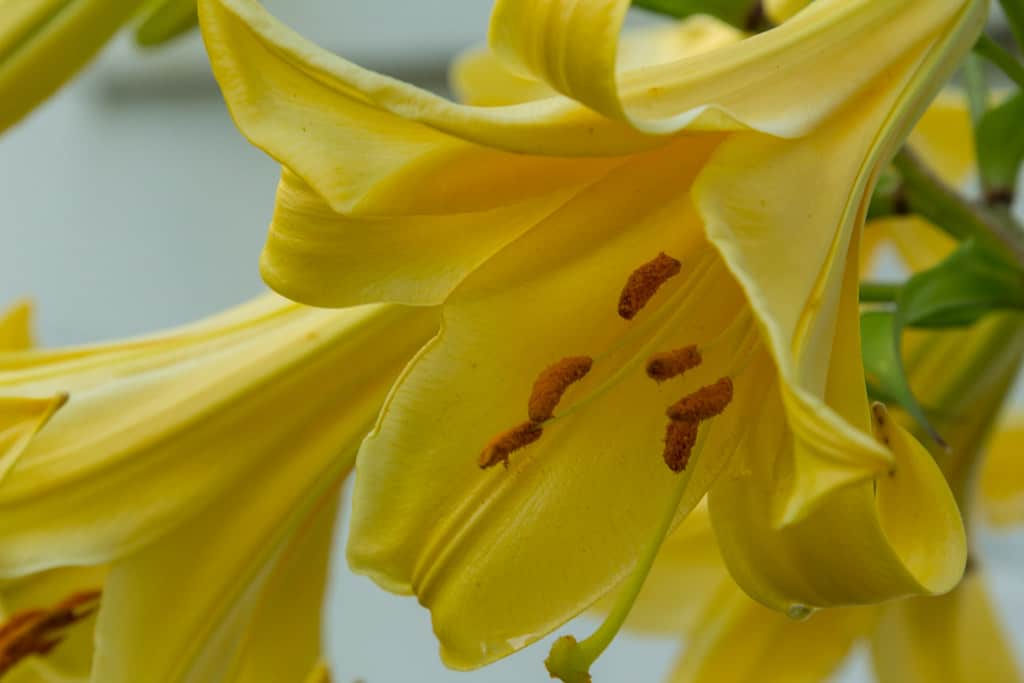 Liliom fajták képekkel - 30 népszerű fajta - Kertszepites.com