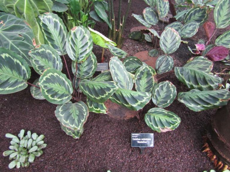 14 csodálatos Calathea fajta és gondozásuk - Kertszepites.com